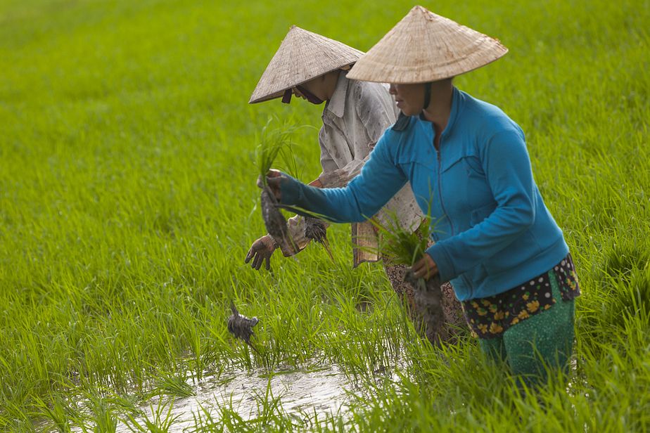 Why Can’t Vietnam Grow Better Rice? – The Diplomat