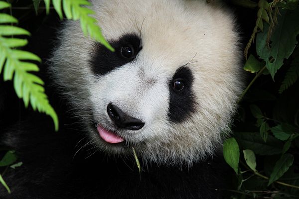 China s Panda Diplomacy The Diplomat