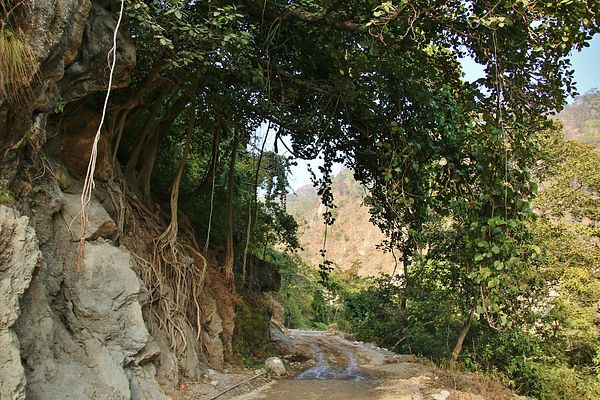 Why Defining a ‘Forest’ in India Is Harder Than It Sounds (And Why That ...