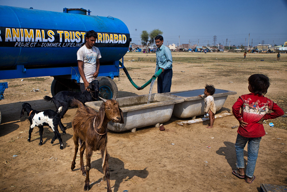 One Indian Man’s Animal Rescue Mission | The Diplomat