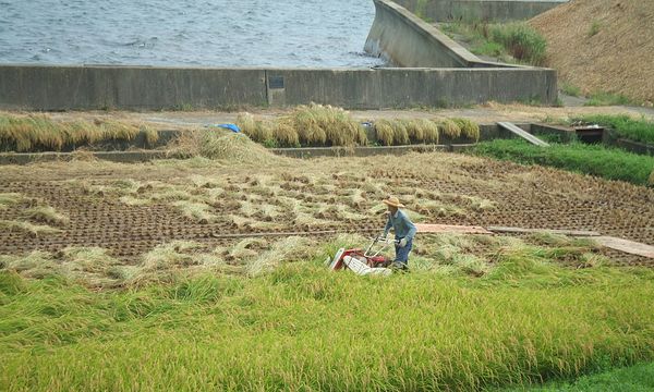 Japan agricultural sector – The Diplomat