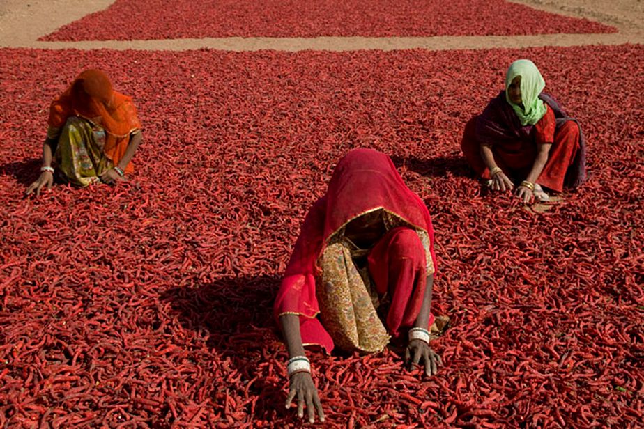 The Bishnoi: India’s First Environmentalists – The Diplomat