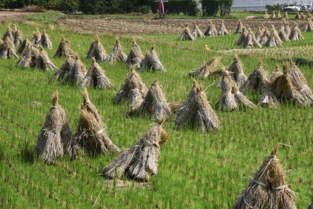 In Japan, Rice Is a Security Issue – The Diplomat