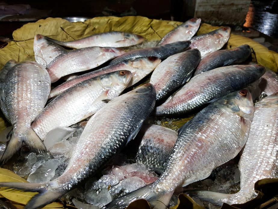 Bangladesh’s Hilsa Fish Diplomacy – The Diplomat