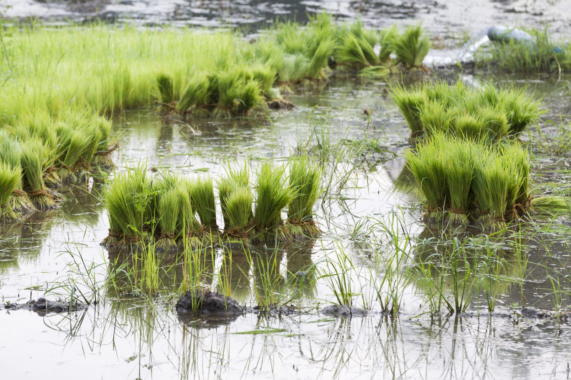 What India’s Rice Export Ban Means for Southeast Asia – The Diplomat