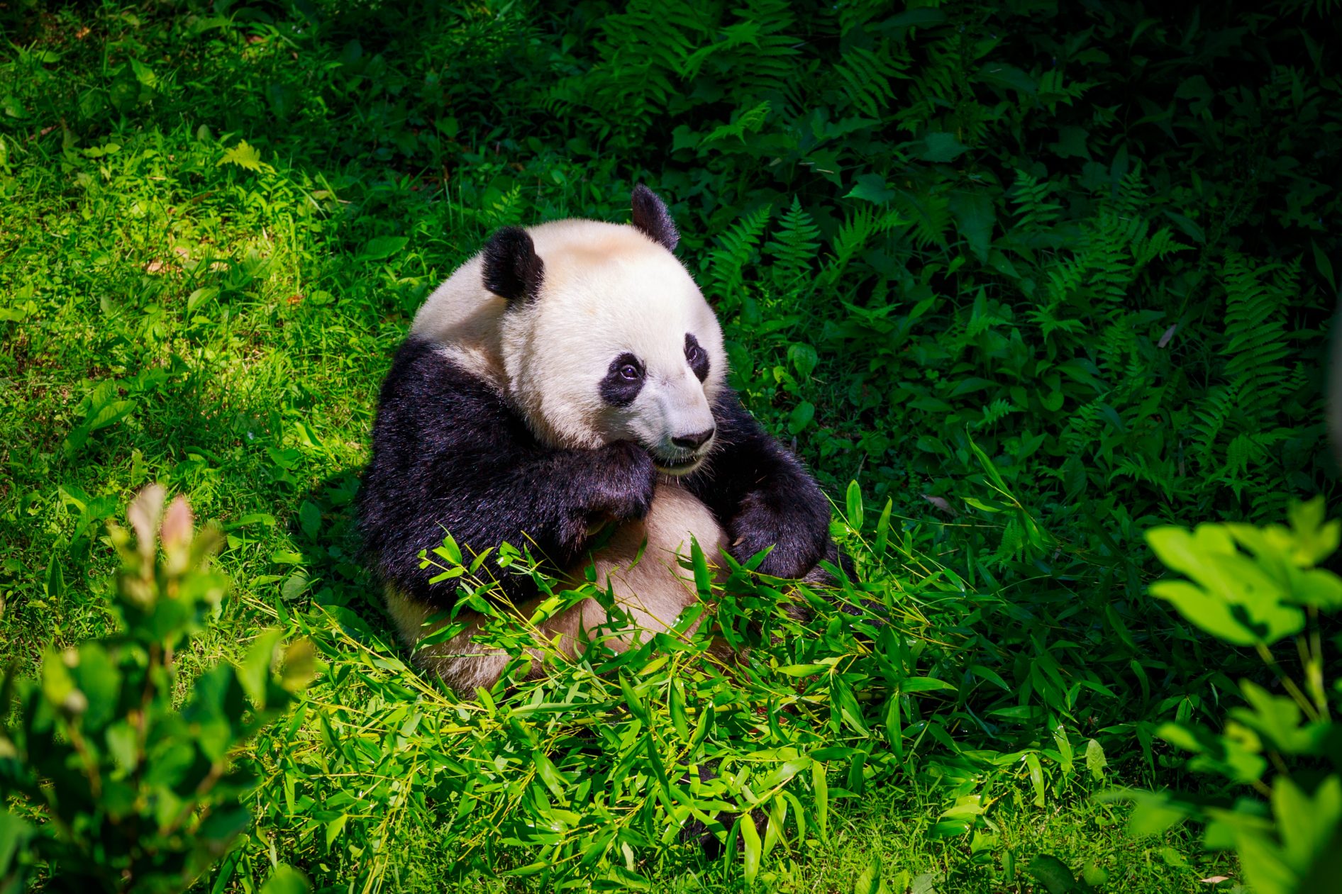 Panda Diplomacy: The Departure of DC’s Beloved Pandas May Signal a ...