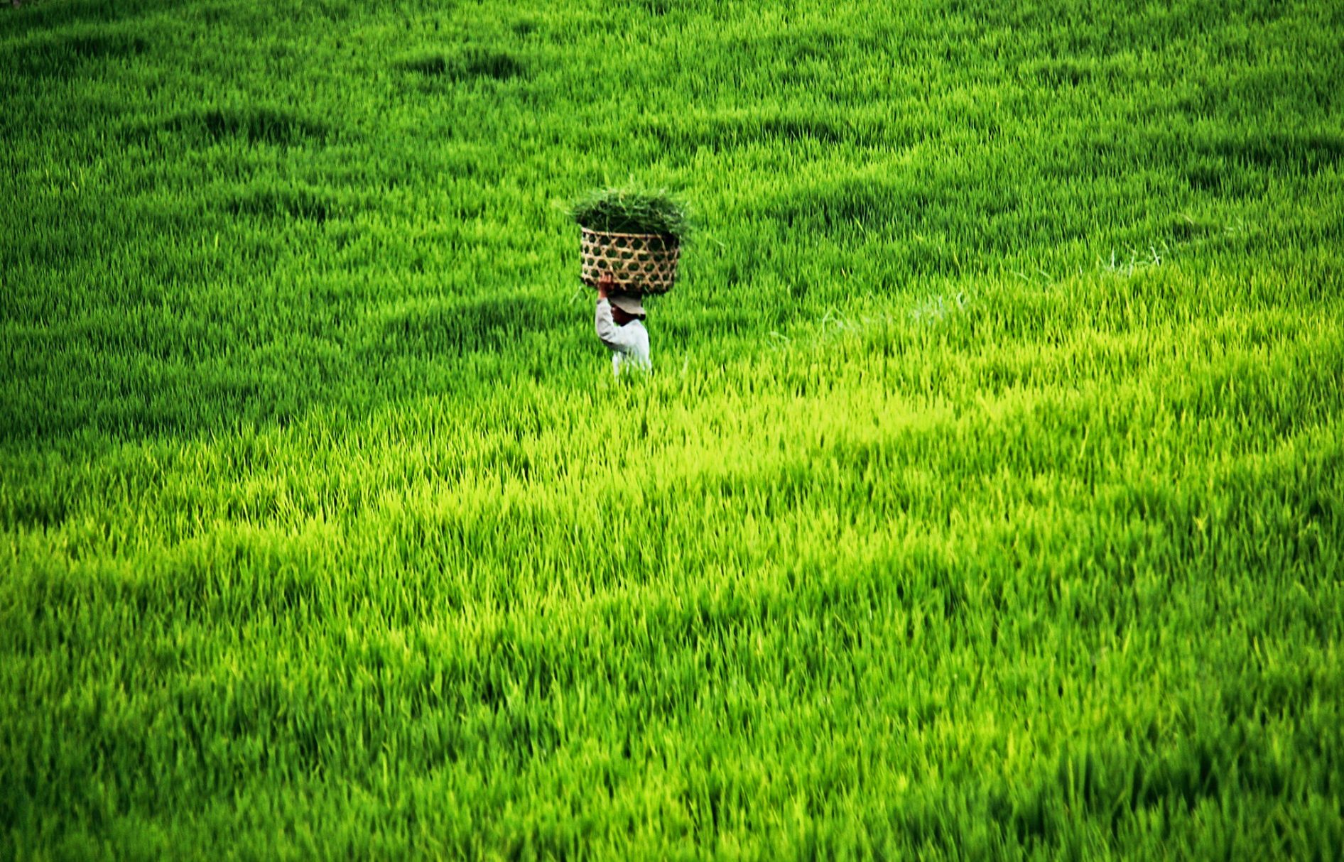 Indonesia Embraces New Thinking Amid Rice Crisis – The Diplomat